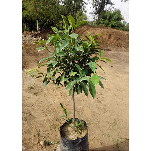 Greenursery Hybrid Thai Black Jamun Fruit Plant For Home Garden Live ...