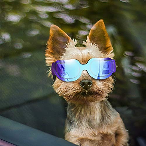 9 Most Stylish Sunglasses for Dogs to Try Right Now – Top Dog Tips