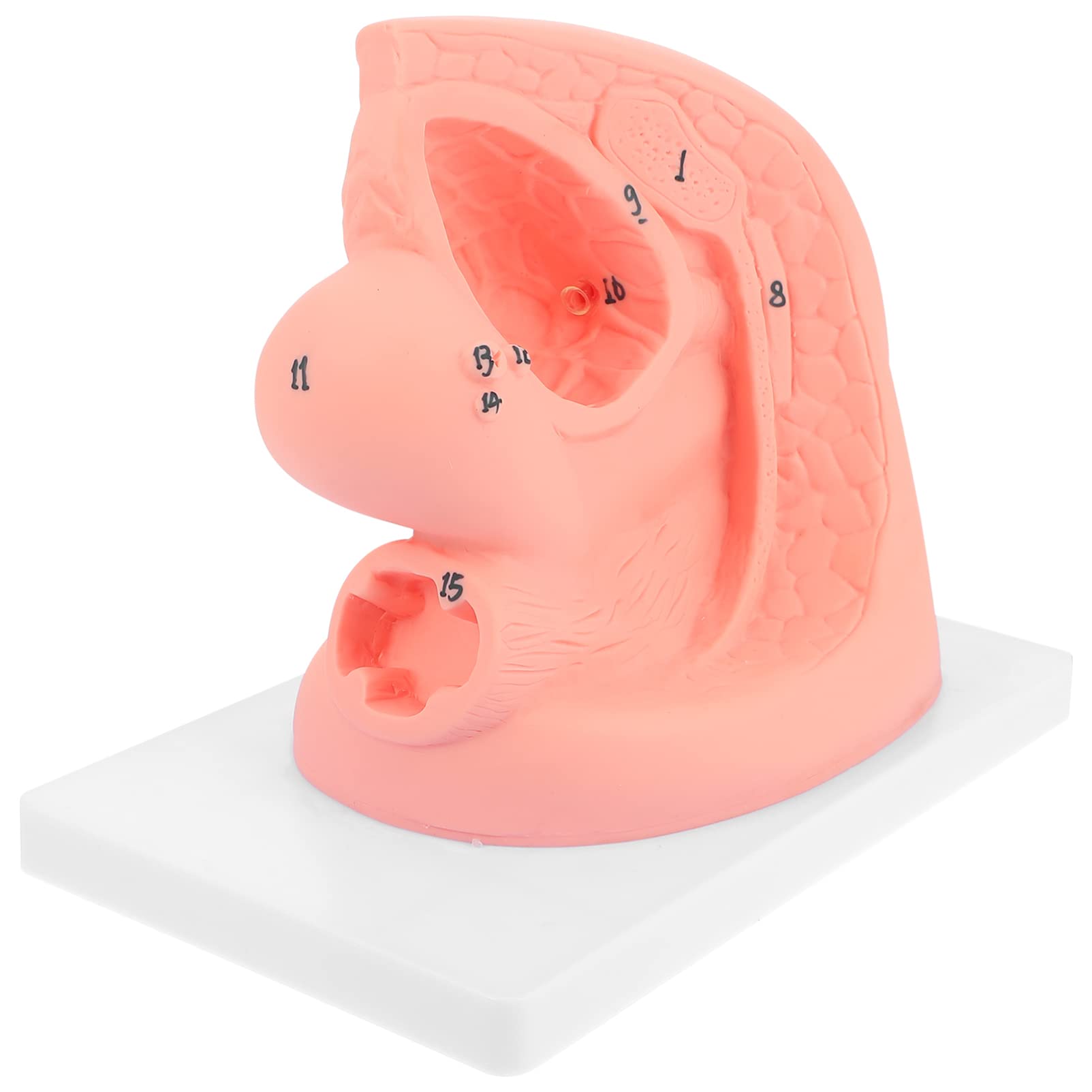 Buy iplusmile Female Urinary Catheterization Model Female Catheter ...