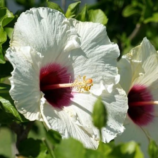 White gudhal hibiscus live plant (Pack of 2) : Amazon.in: Garden & Outdoors