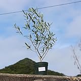 ・ブランド:ノーブランド品・製造元:小豆島オリーブ！オリーブ！・生産国 日本・種類（植物） オリーブ・植物の本数 1本（実をつけるためには2品種以上必要です）・開花時期 春・高さ（植物） 50cm前後・配送時・多少の土漏れ・小枝が折れる場合...