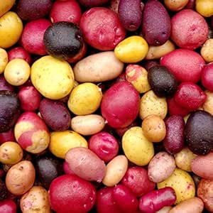 Amazon.com: Seed Potatoes for Planting - About 2 LBs Mix Potatoes ...