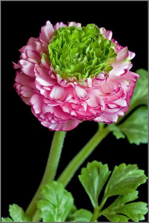 Ritz Farming Italian ranunculus flower bulbs | pink with green Italian ...