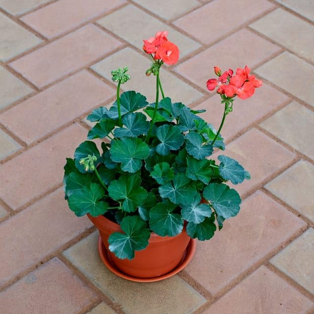Geranium Orange in 7 Garden perfect Living Live Nursery Plant Classy ...