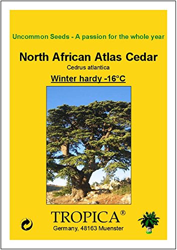 TROPICA - North African Atlas Cedar (Cedrus atlantica) - 20 Seeds ...