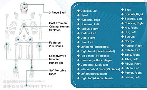 Disarticulated Human Skeleton Model for Anatomy Life Sized Anatomical ...