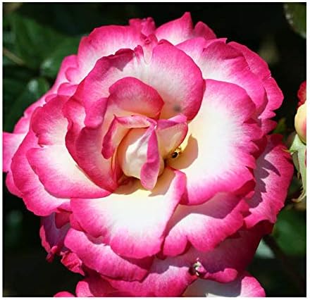 Rosa Climbing Rose 'Starlight Express' Plant : Amazon.co.uk: Garden
