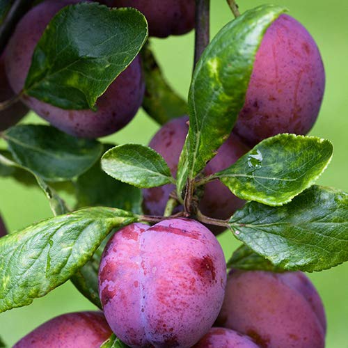 Trothic Gardens Live Aloo Bukhara-Indian Plum Fruit Plant : Amazon.in ...