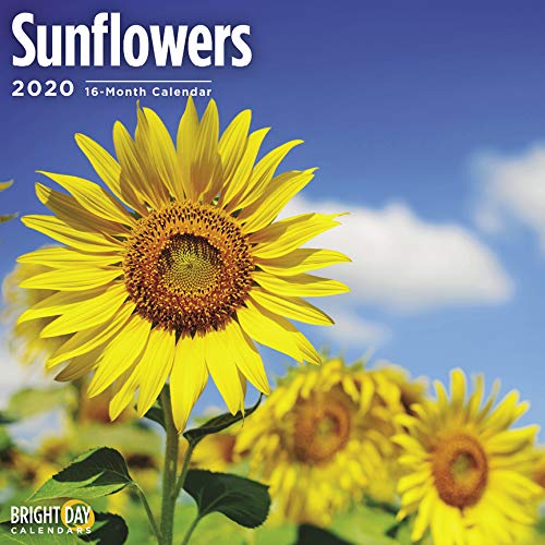 Sunflowers Wall Calendar 2020: BRIGHT DAY: 9781684602469: Amazon.com: Books