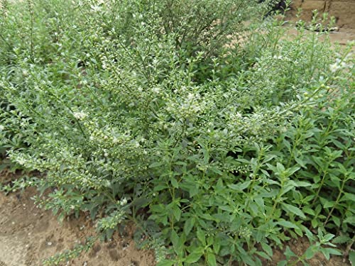 Buy Creative Farmer Kallurukki (Scoparia Dulcis) Stone Breaker Medicine ...