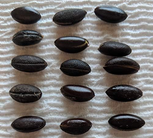 Amazon.com : 15 Miracle Fruit Seeds (Synsepalum Dulcificum) - Grow Your ...