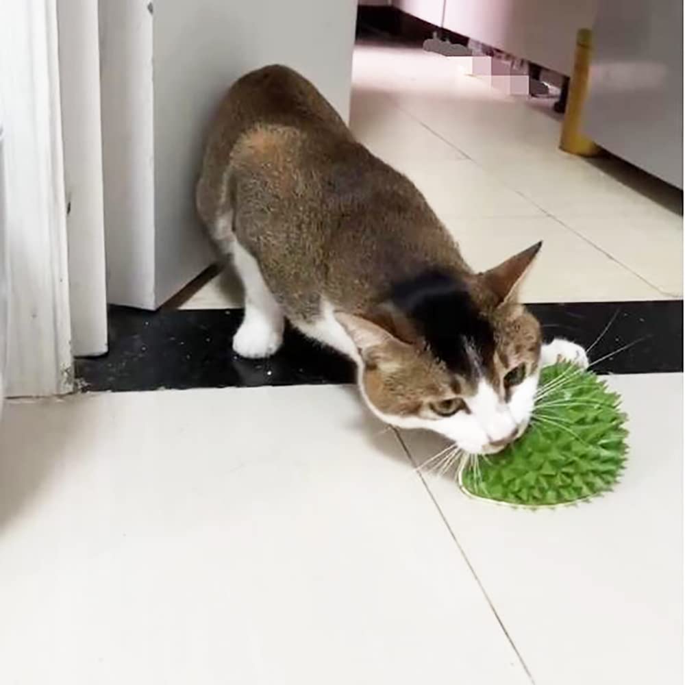 Cat With No Front Legs