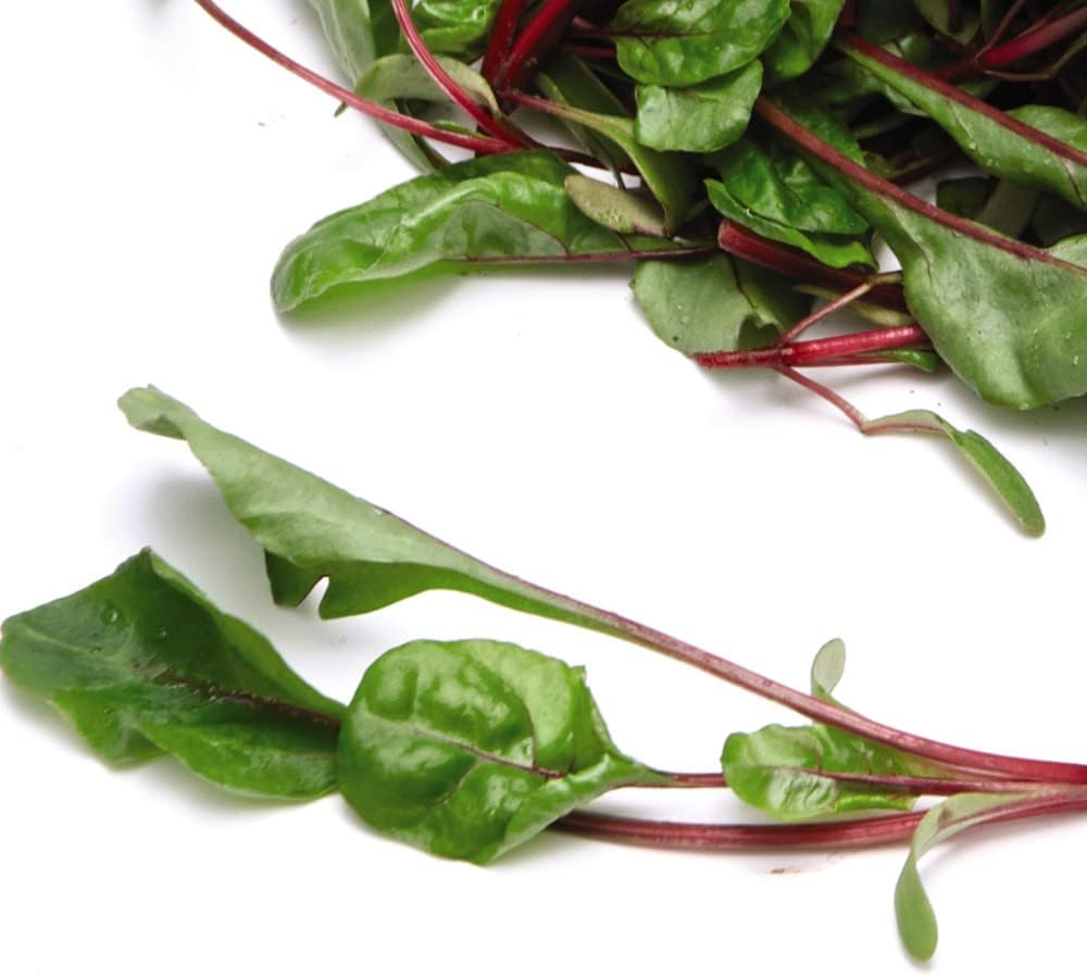 Swiss Chard 'Fire Fresh' Beta vulgaris Leaf Beet Spinach Beet Hardy ...