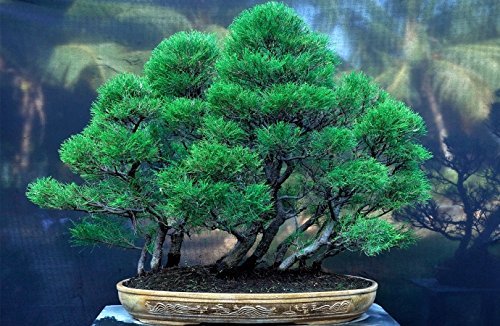 Creative Farmer Casuarina equisetifolia Bonsai Suitable Seeds For ...