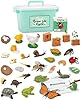 Amazon.com: Life Cycle Science Kit Montessori Realistic Figurine, Kids ...