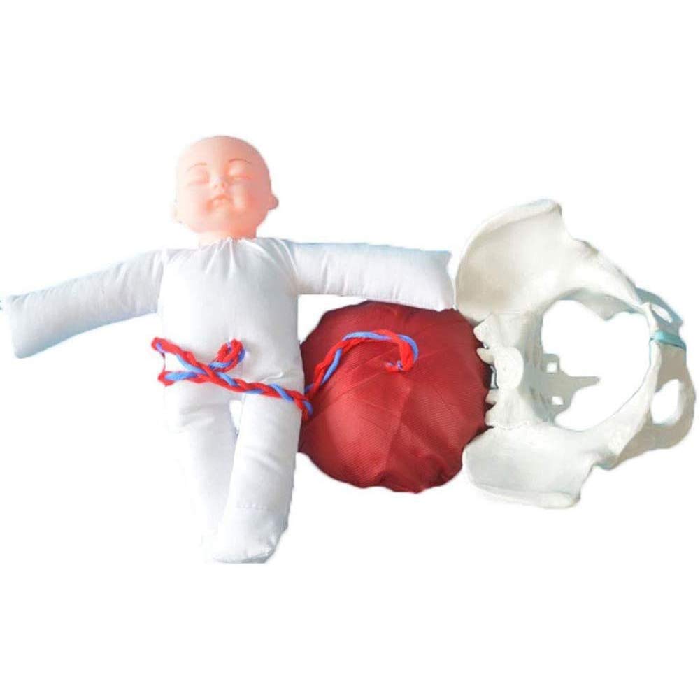 Buy Kotee Midwifery Training Pregnant Women Delivery Pelvis Placenta ...