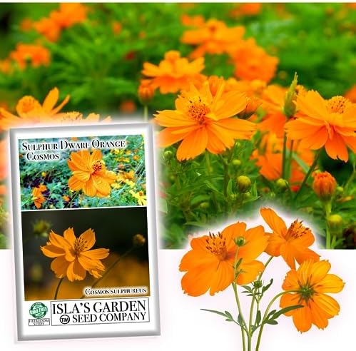 Amazon.com : Sulphur Dwarf Orange Cosmos Flower Seeds - 100+ Seeds Per ...