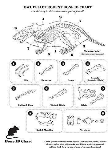 Barn Owl Pellets Dissection