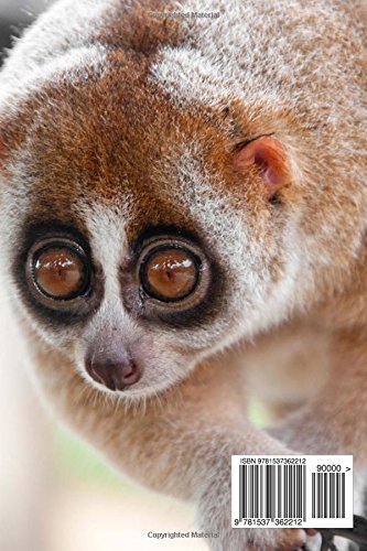 Loris Monkey
