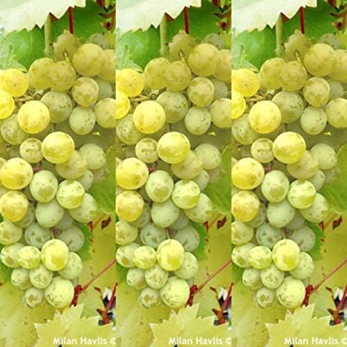 3 x Grape Vitis Bianca - Amazing Variety for UK Climate - High Yielder ...