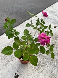 Red rose plant stem (Pack of 2) : Amazon.in: Garden & Outdoors