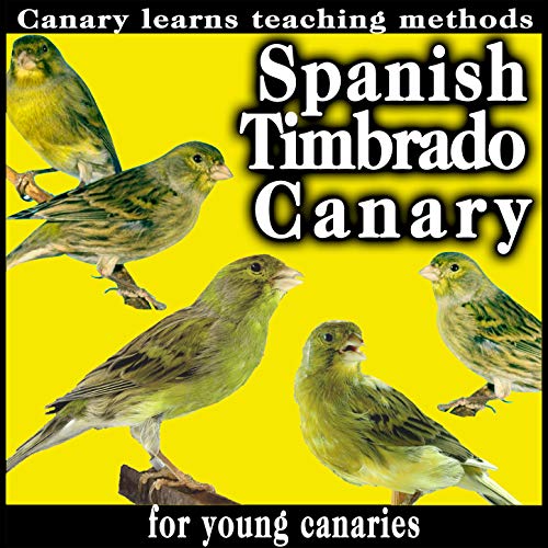 Spanish Timbrado Canary. Canary Learns Teaching Methods For Young ...