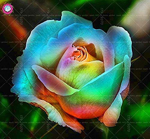 Beautiful Rare Flowers