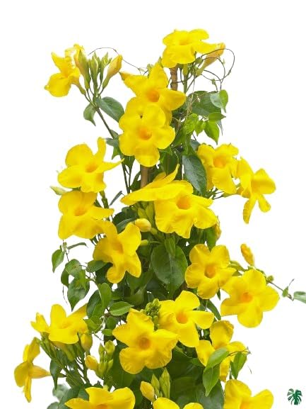 Yellow Mandevilla flower plant, Decorative Mandevilla Creepers (Yellow ...