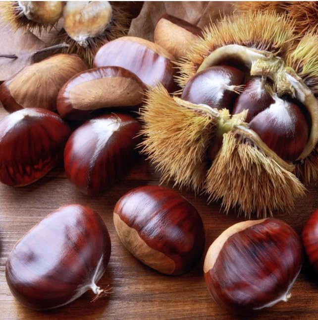 Amazon.com : JRQUALITYSHOP Fresh Premium Quality Chestnuts Imported ...