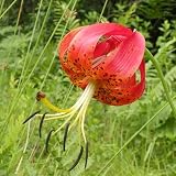 Turk's Cap Lily Guide: How to Grow & Care for “Lilium Superbum”