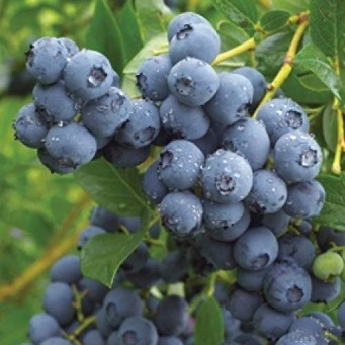 Blueberry Highbush - How to grow & care