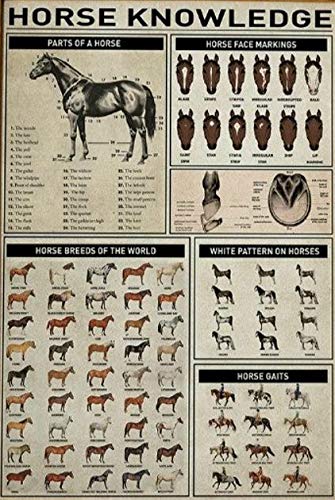 Amazon.com: SIGNCHAT Horse Knowledge Parts of A Horse Horse Breeds ...