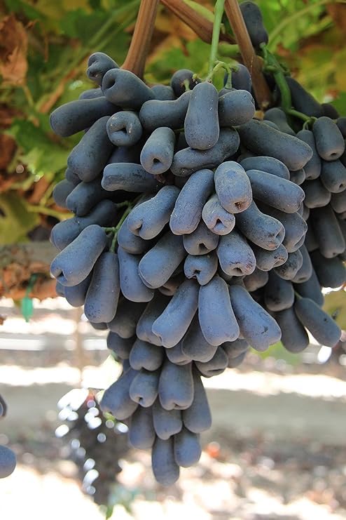 Nandini Garden Hybrid Sweet Grape Plant Moon Drops Black Seedless Grape ...