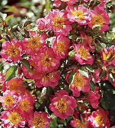 Amazon.com : New Baby Bloomer 36-inch Double Decker Tree Rose : Rose ...