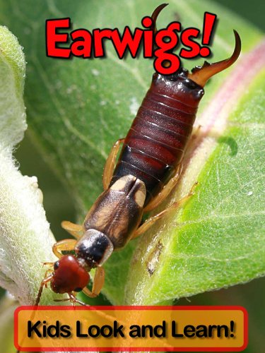 Earwigs! Learn About Earwigs and Enjoy Colorful Pictures - Look and ...