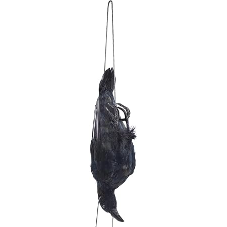 Amazon.com : Etistta 17 inch Realistic Hanging Dead Crows Decoy ...