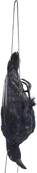 Amazon.com : Etistta 17 inch Realistic Hanging Dead Crows Decoy ...