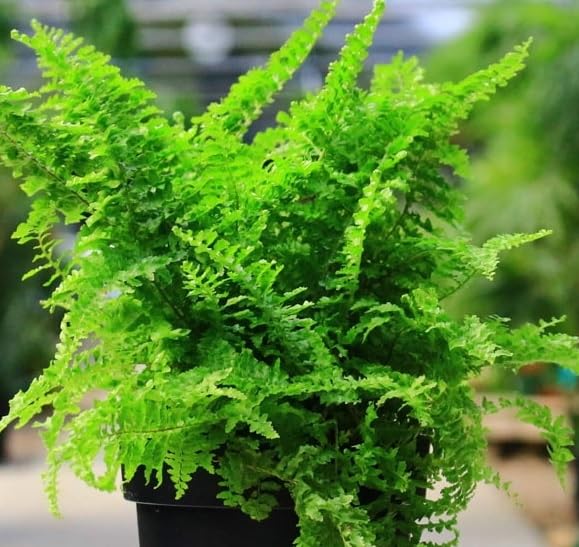 The Four Seasons Fluffy Ruffle Fern | Sword Fern | Nephrolepis Exaltata ...