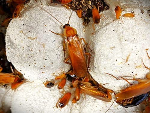 Creation Cultivated (25+ Adult) Red Runner Roaches/Blatta Lateralis ...