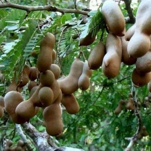 Star Plant " Sweet Tamarind Imli Fruit Thai Sweet and Red imli Tetul ...