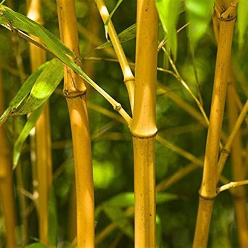 M-Tech Gardens Rare Hybrid Bamboo " Golden Groove " Exotic 40 Tree ...