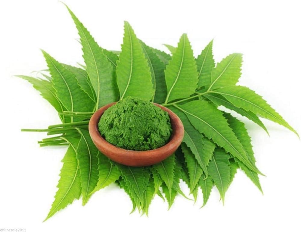 Fresh Neem Leaves Herbal Neem Medicinal Plant Leaf Neem Ka Patta Nim ...