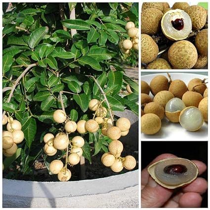 GREEN COLLECTION Dragon Eye Longan Dimocarpus Longan (Ash Fol) Fruit ...