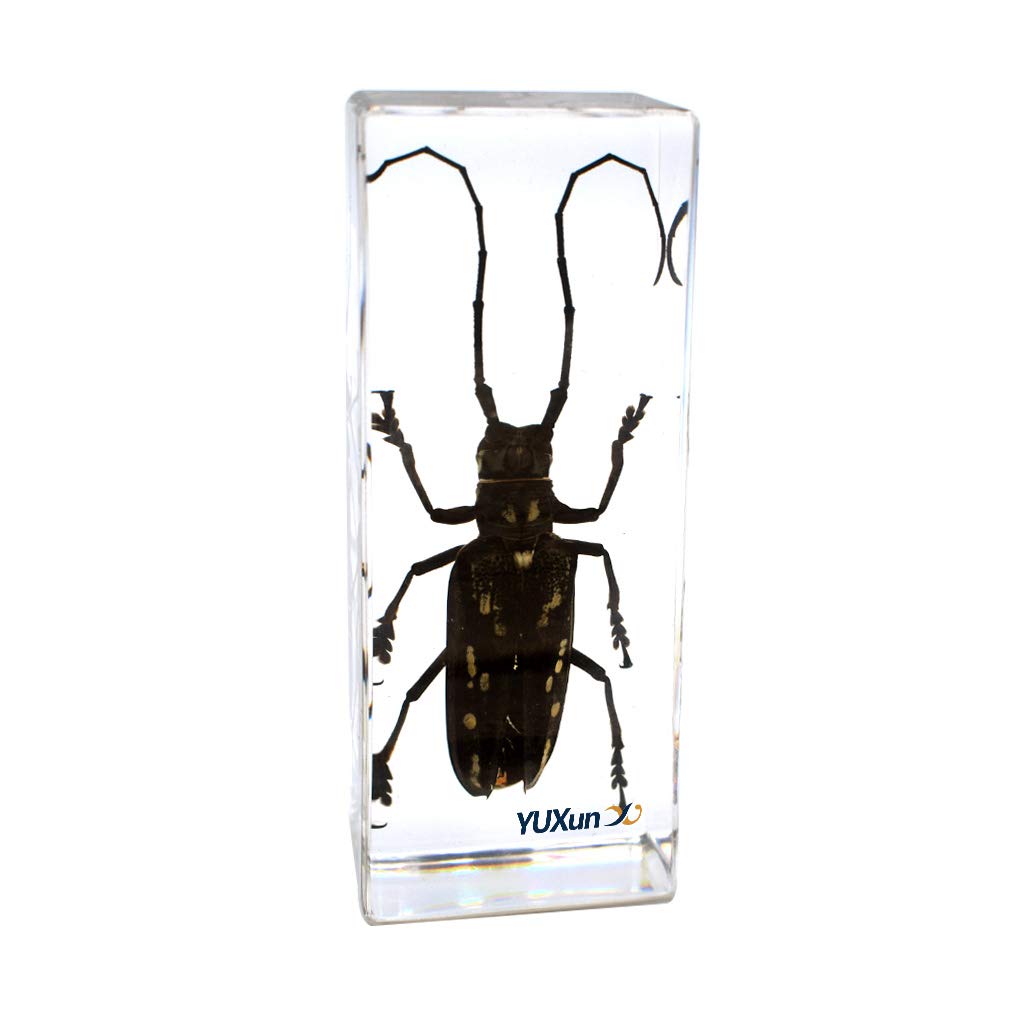 Buy Cherish XT Real Animal Insect Longicorn Specimen Paperweight ...