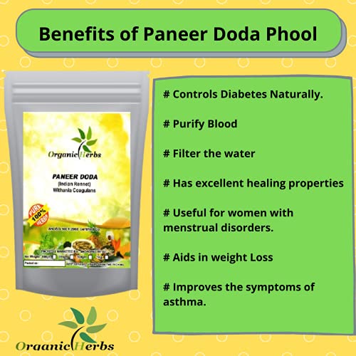 Ayurveda Paneer Phool | Paneer Doda/DODI | Withania Coagulans, | Gourmetian