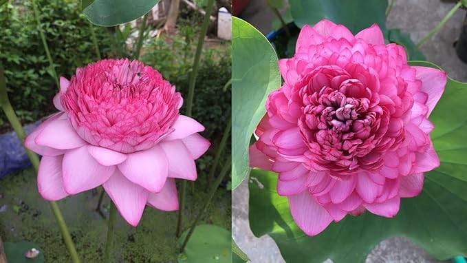 MB Nursery Lotus Live Plant (TUBER) ULTIMATED THOUSAND Petal Double ...