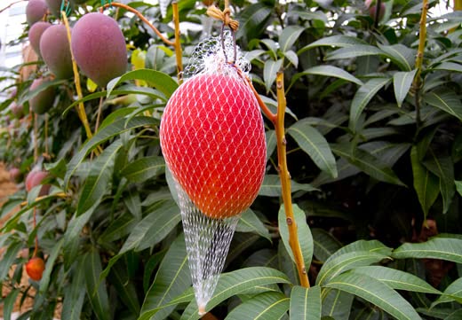 Online Plant Bazar Japanese Miyazaki Mango Live Plant-J3 : Amazon.in ...