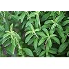 Amazon.com : Seeds Stevia (Candyleaf, Sweetleaf, Sugarleaf) Natural ...
