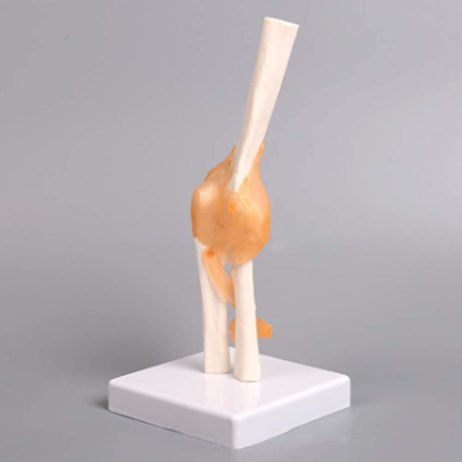 Buy Human Skeleton Model Elbow Joint Model with Flexible Ligament ...