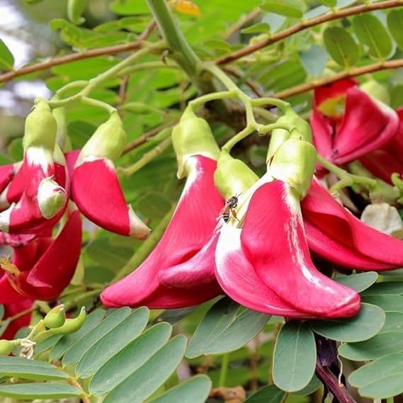 BeGrin Red Agathi Keerai Sesbania Grandiflora West Indian Pea Katurai ...